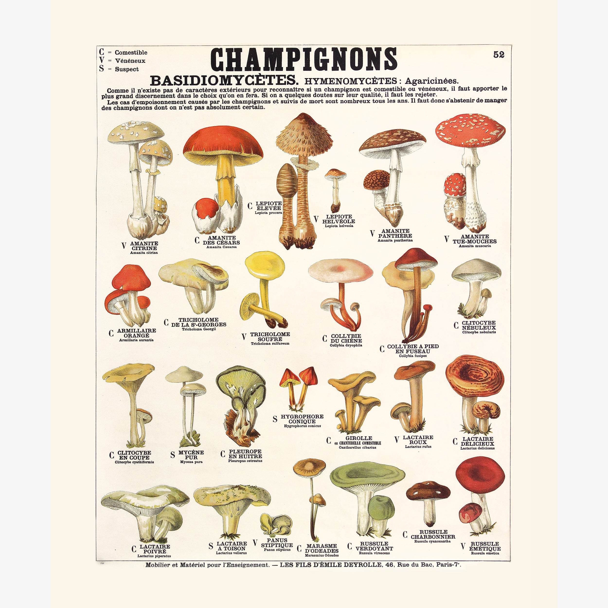 Deyrolle - Nature Art Education