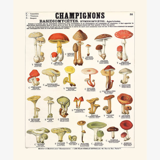 Deyrolle - Nature Art Education