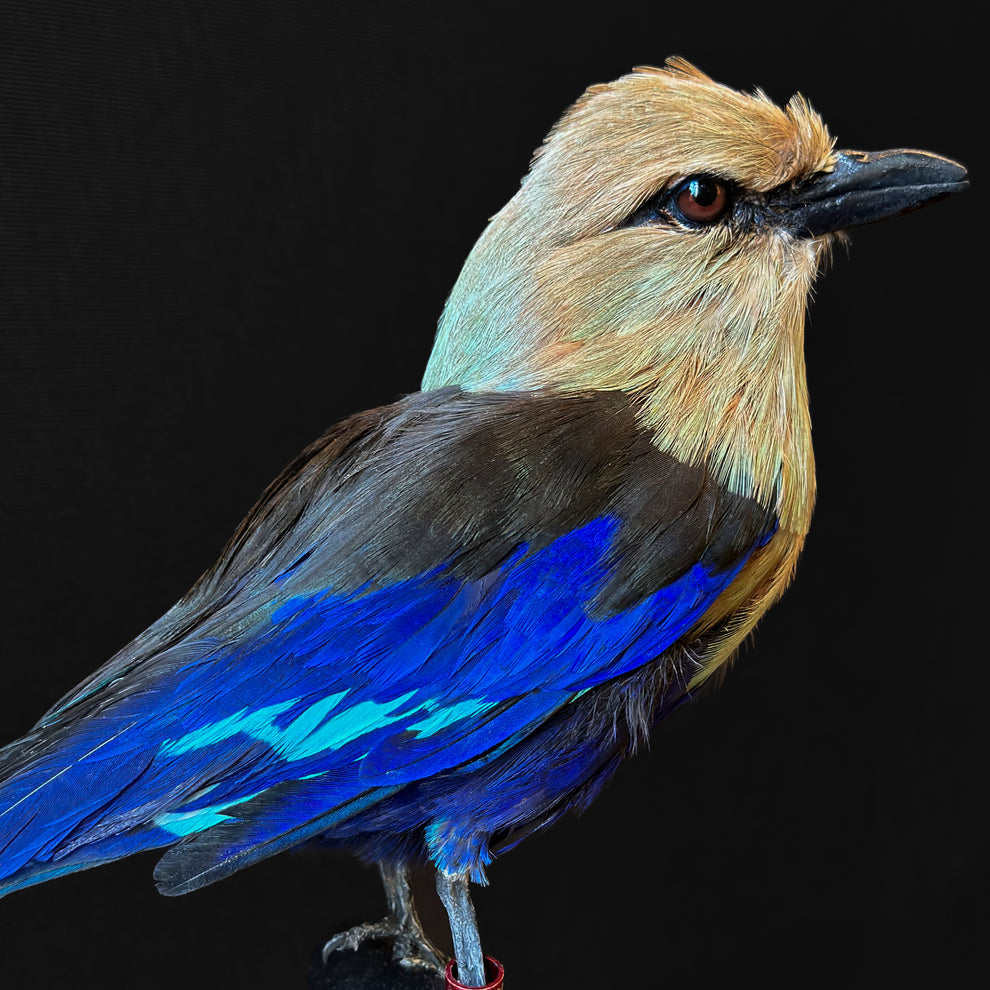 Blue-bellied Roller – Deyrolle