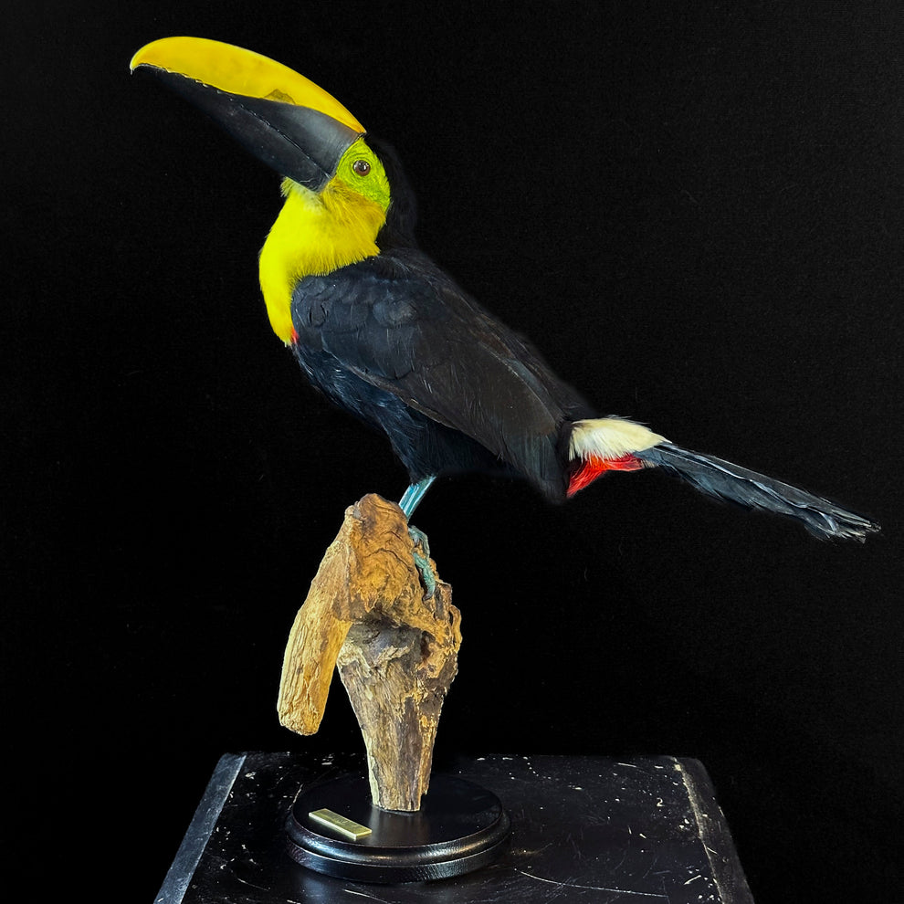 Choco Toucan – Deyrolle