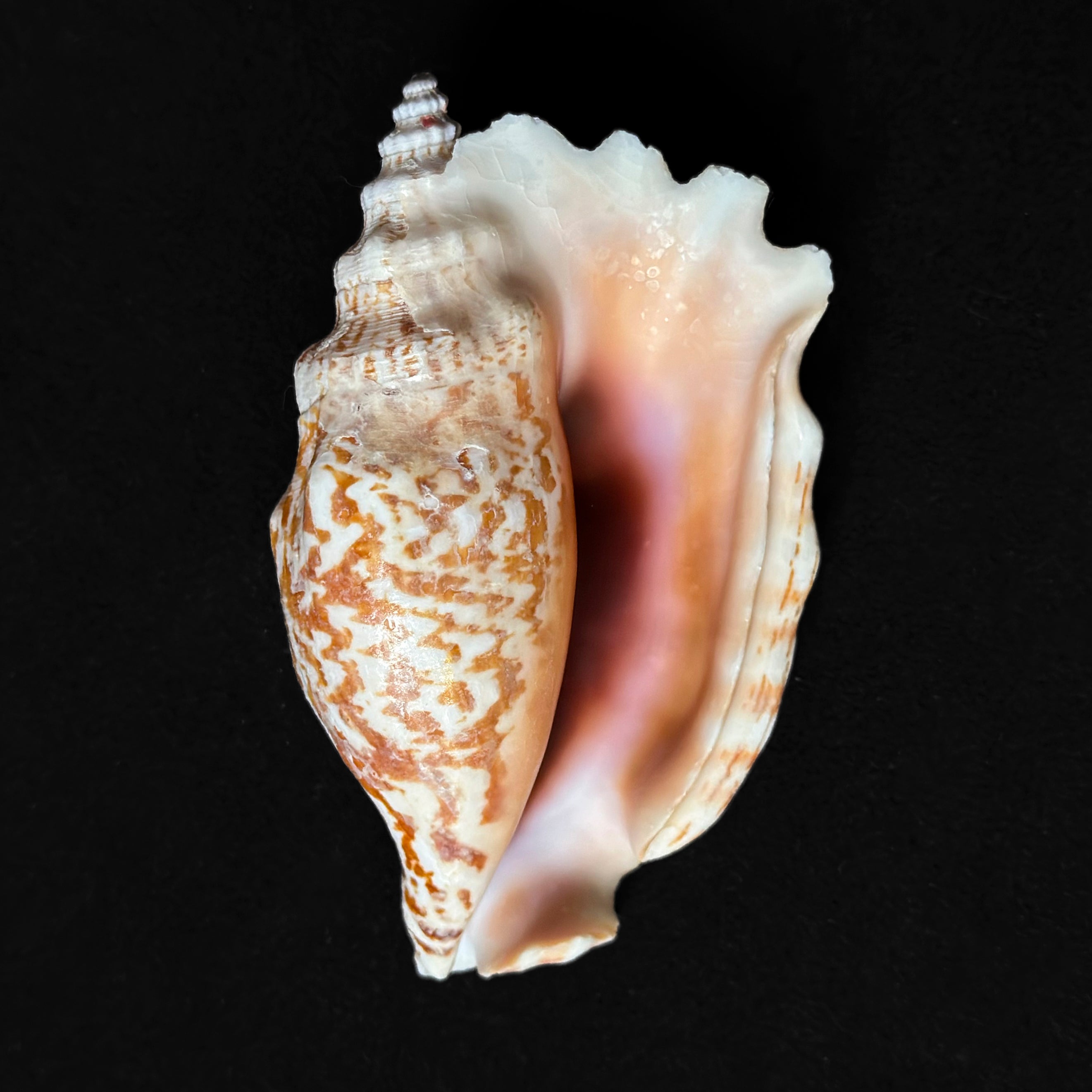 Strombus sinuatus – Deyrolle