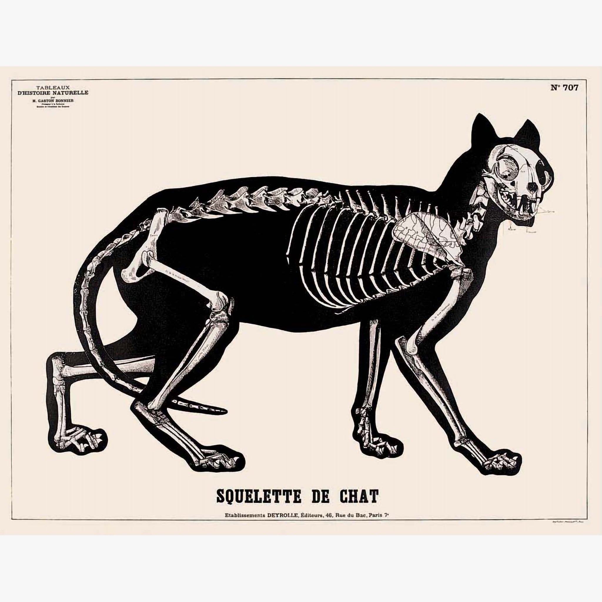 Squelette du Chat – Deyrolle