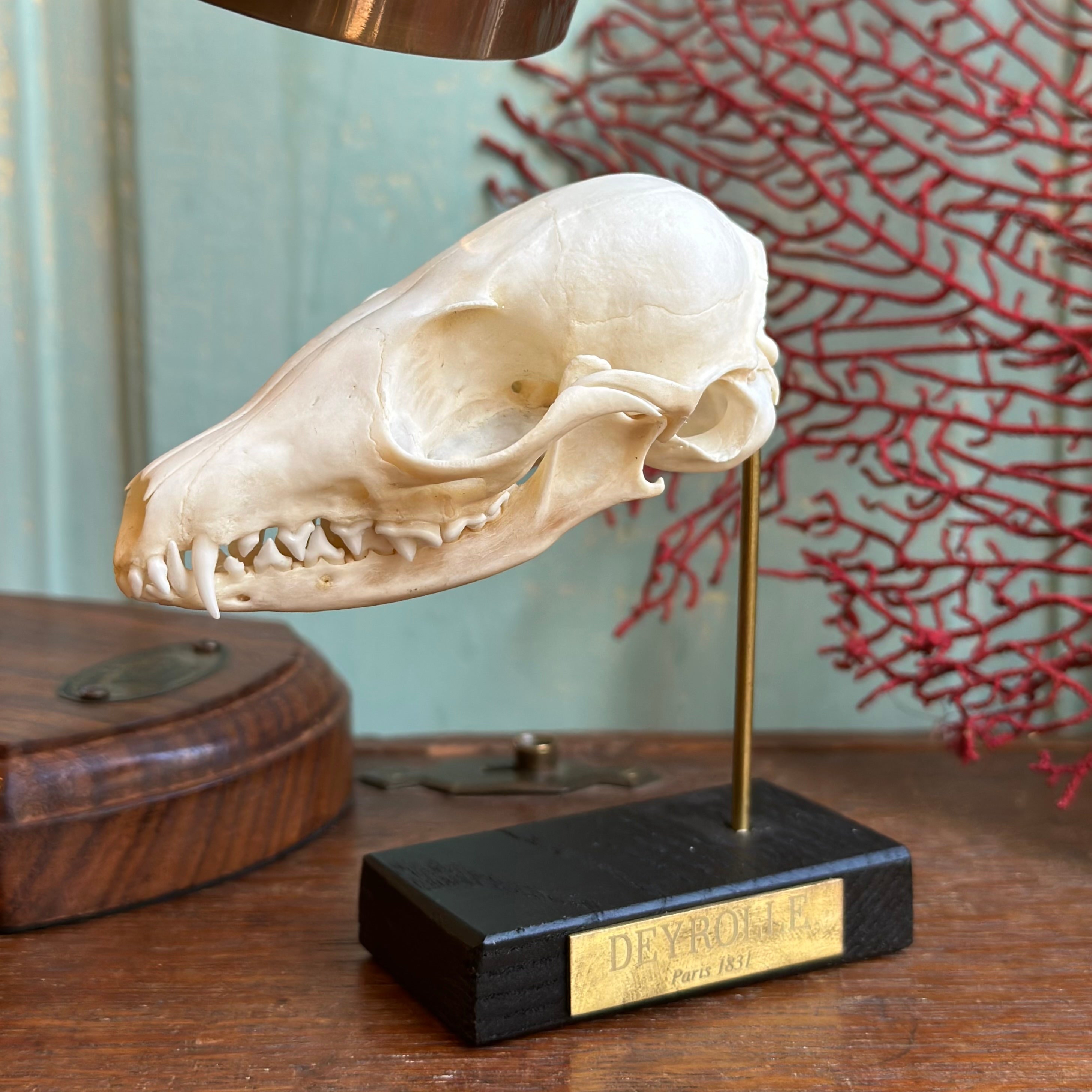 Fennec Skull – Deyrolle