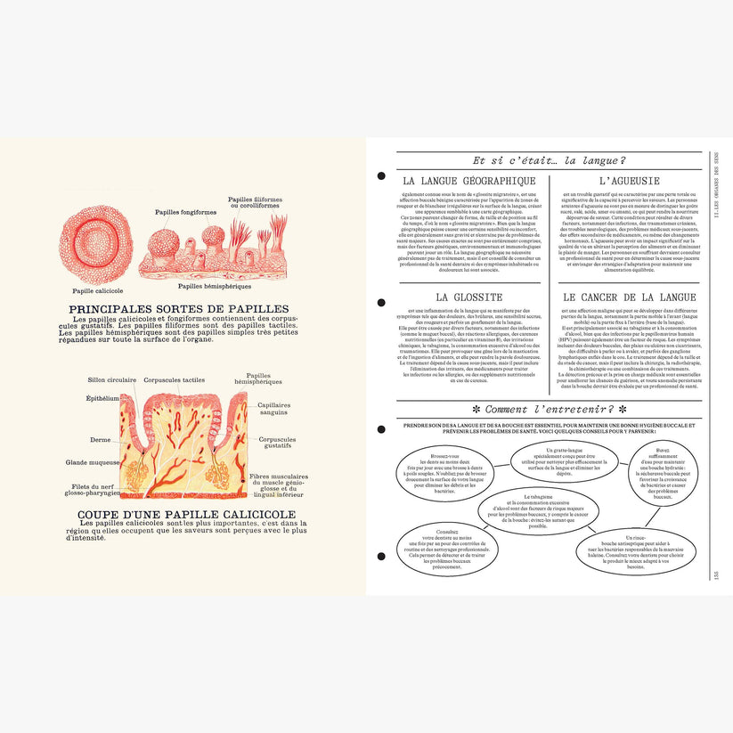 DEYROLLE, Anatomy Lessons – Deyrolle