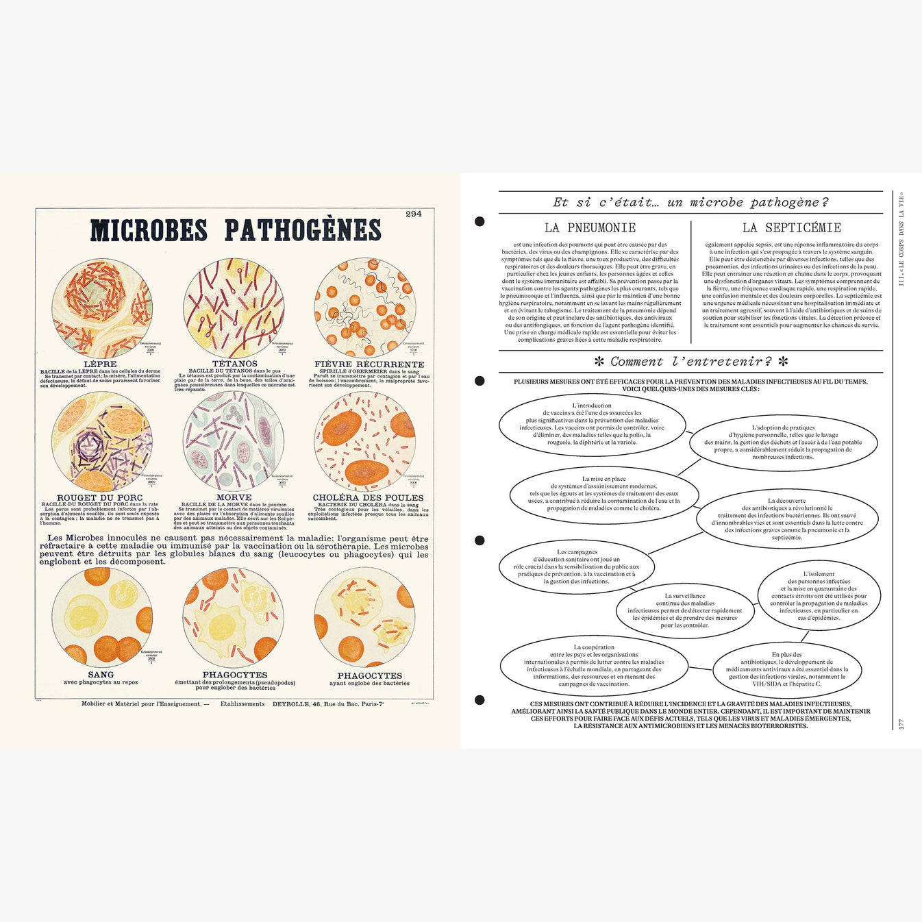 DEYROLLE, Anatomy Lessons – Deyrolle
