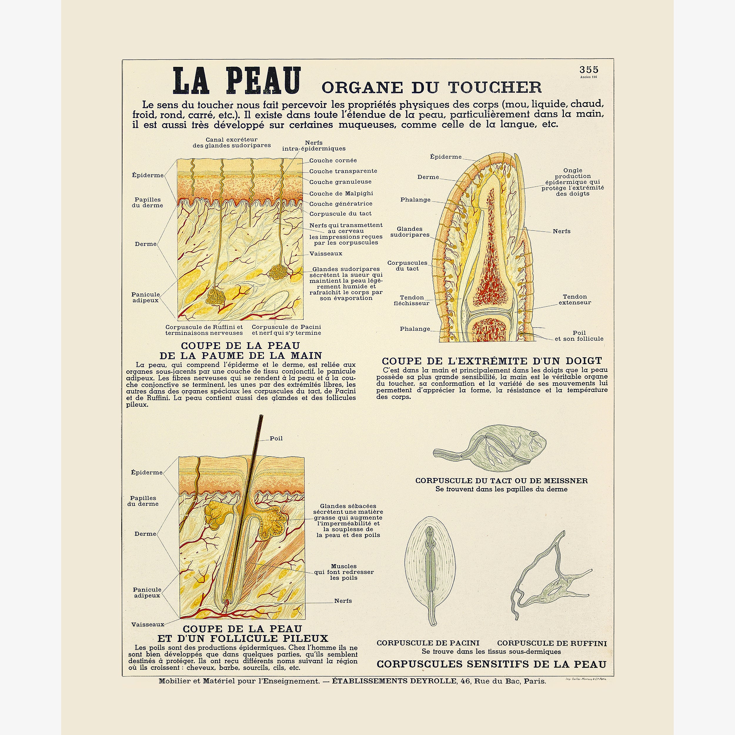 The skin, organ of touch – Deyrolle