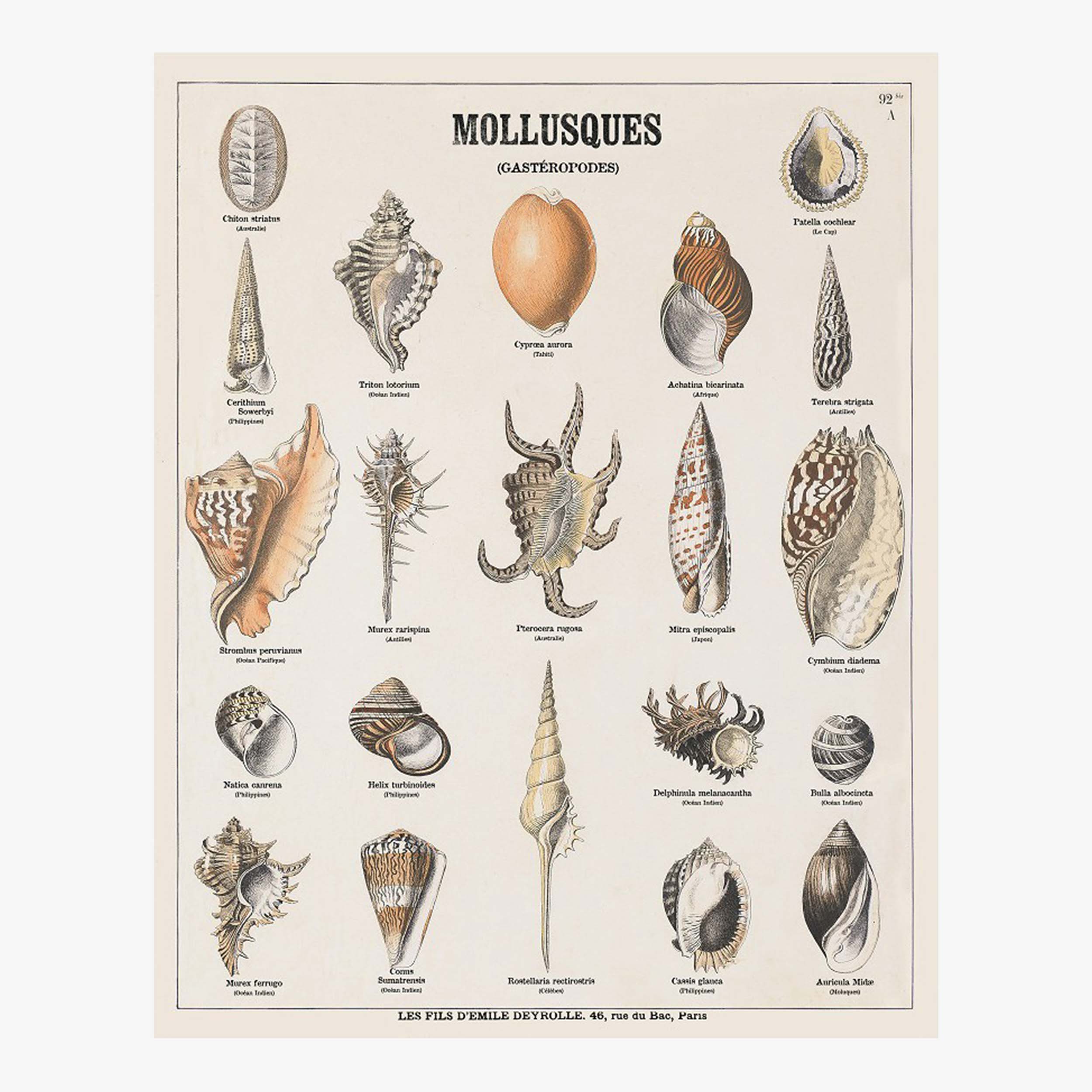 Mollusques (Gastéropodes) – Deyrolle