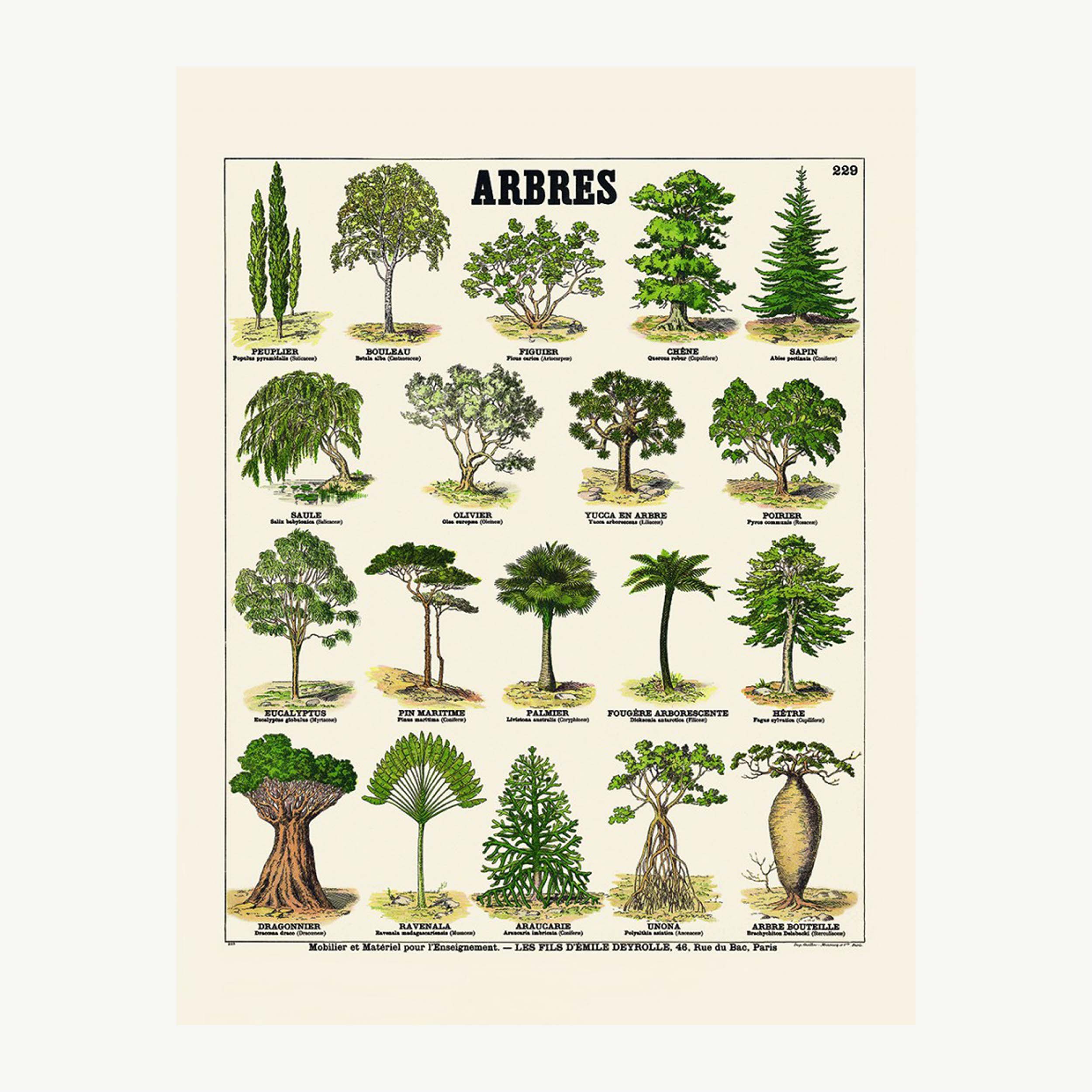 Arbres – Deyrolle